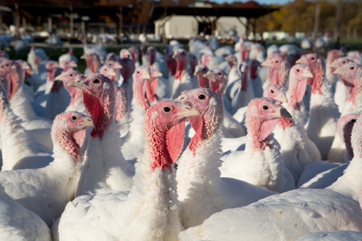 23 Mind-Blowing Turkey Facts You Definitely Didn't Know — Best Life