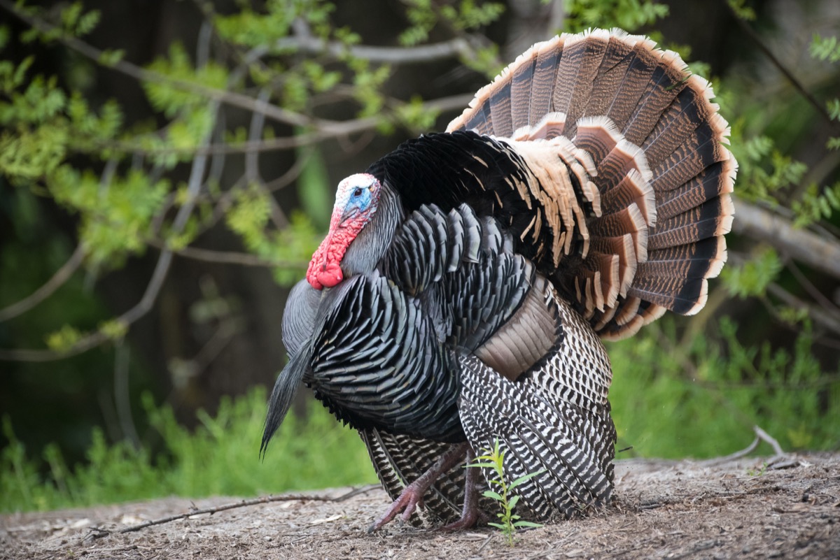 23 Mind-Blowing Turkey Facts You Definitely Didn't Know — Best Life