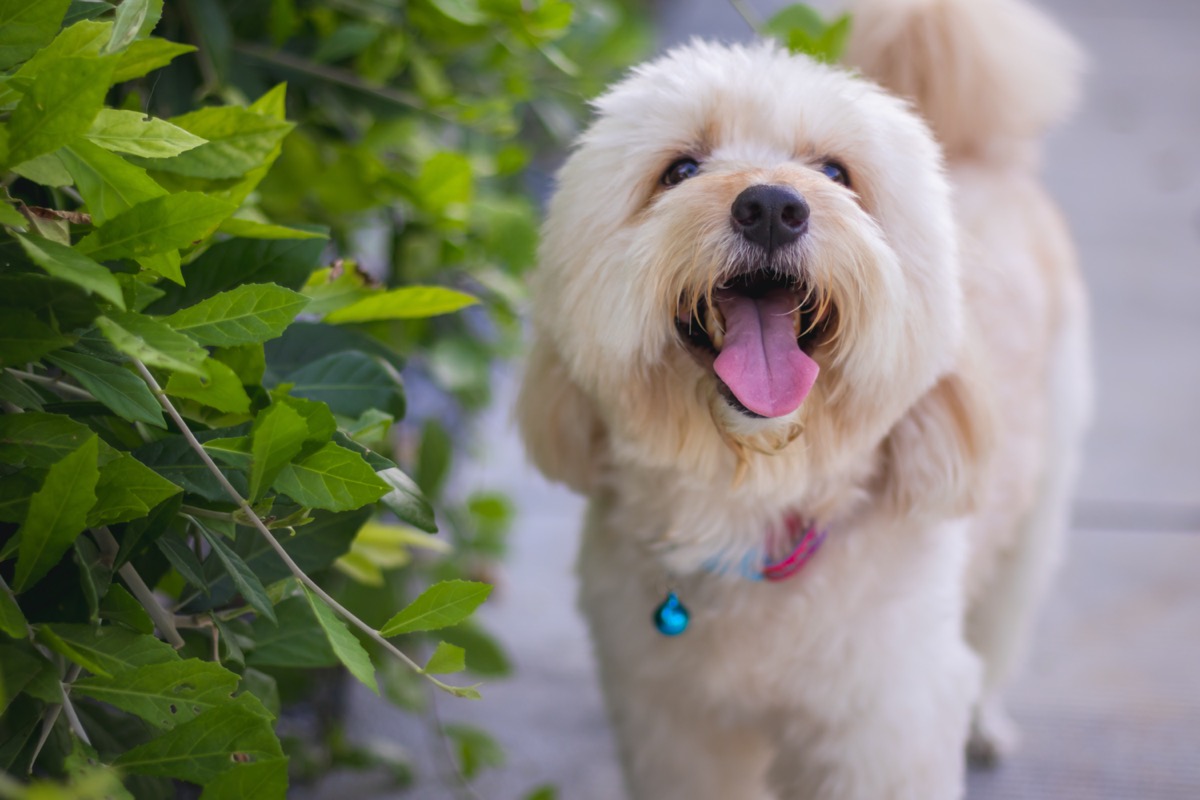 50 Adorable Mutts That Will Warm Your Heart — Best Life