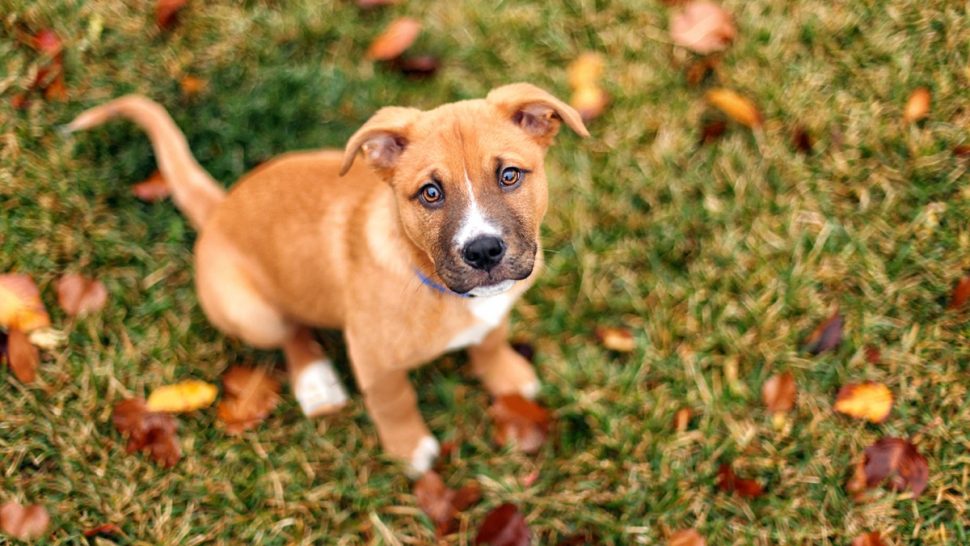 50 Adorable Mutts That Will Warm Your Heart — Best Life