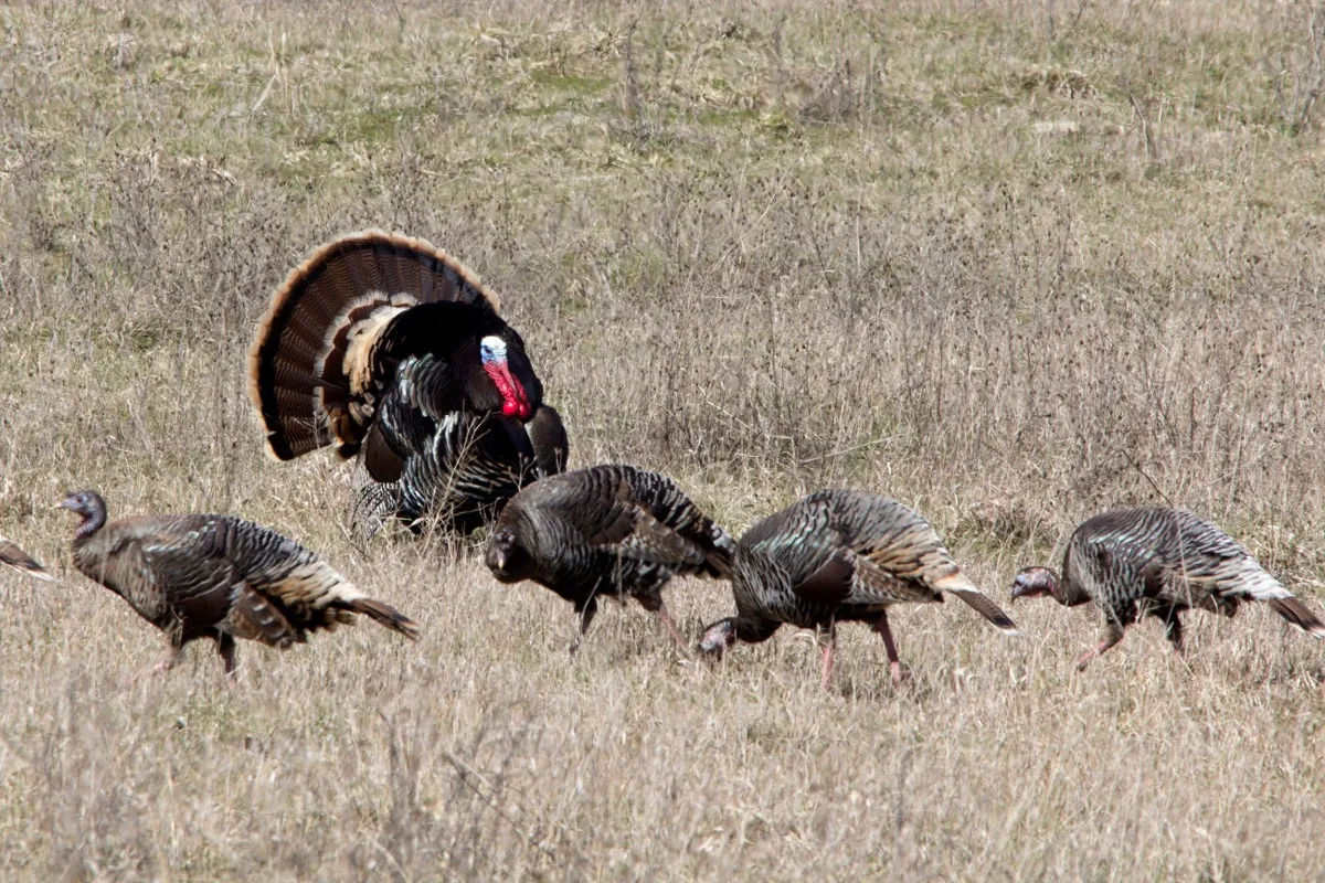 23 Mind-Blowing Turkey Facts You Definitely Didn't Know — Best Life