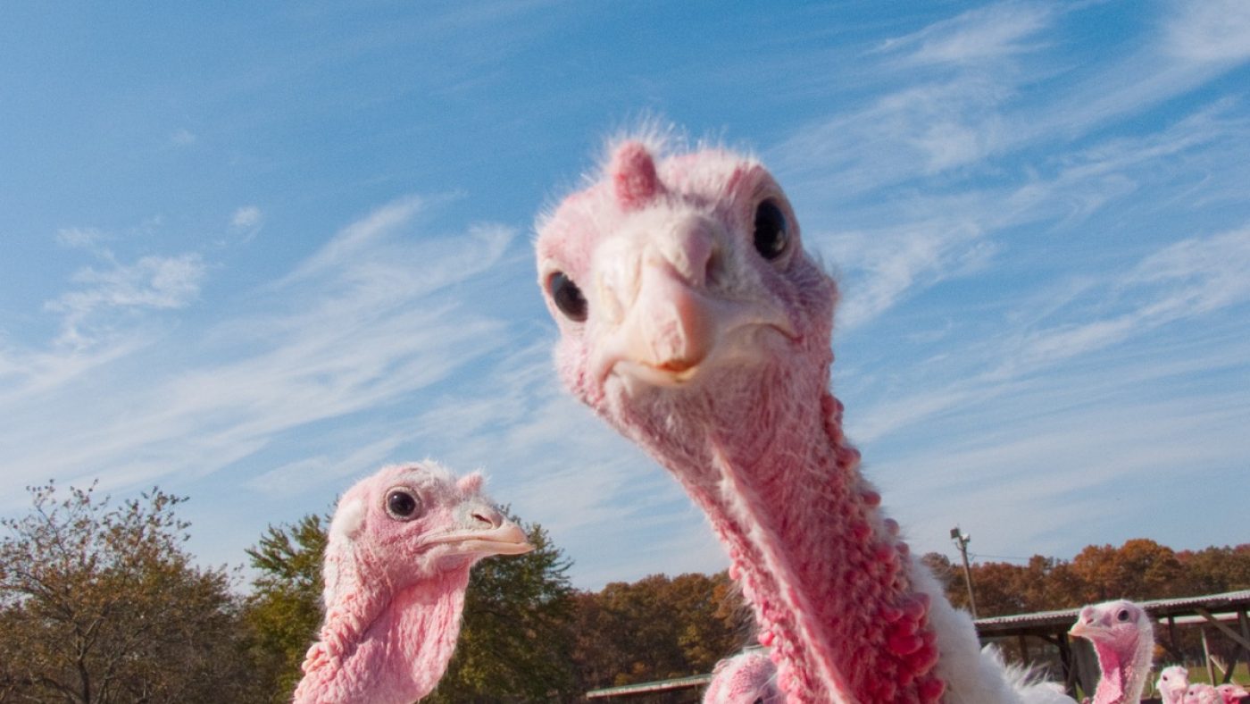 23 Mind-Blowing Turkey Facts You Definitely Didn't Know — Best Life