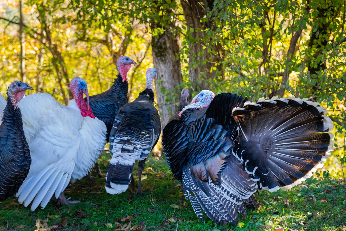 23 Mind-Blowing Turkey Facts You Definitely Didn't Know — Best Life