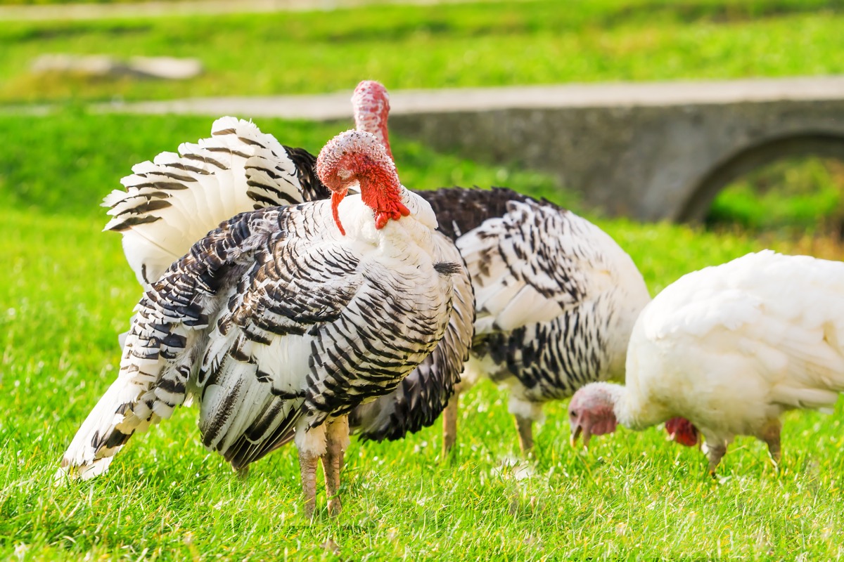 23 Mind-Blowing Turkey Facts You Definitely Didn't Know — Best Life