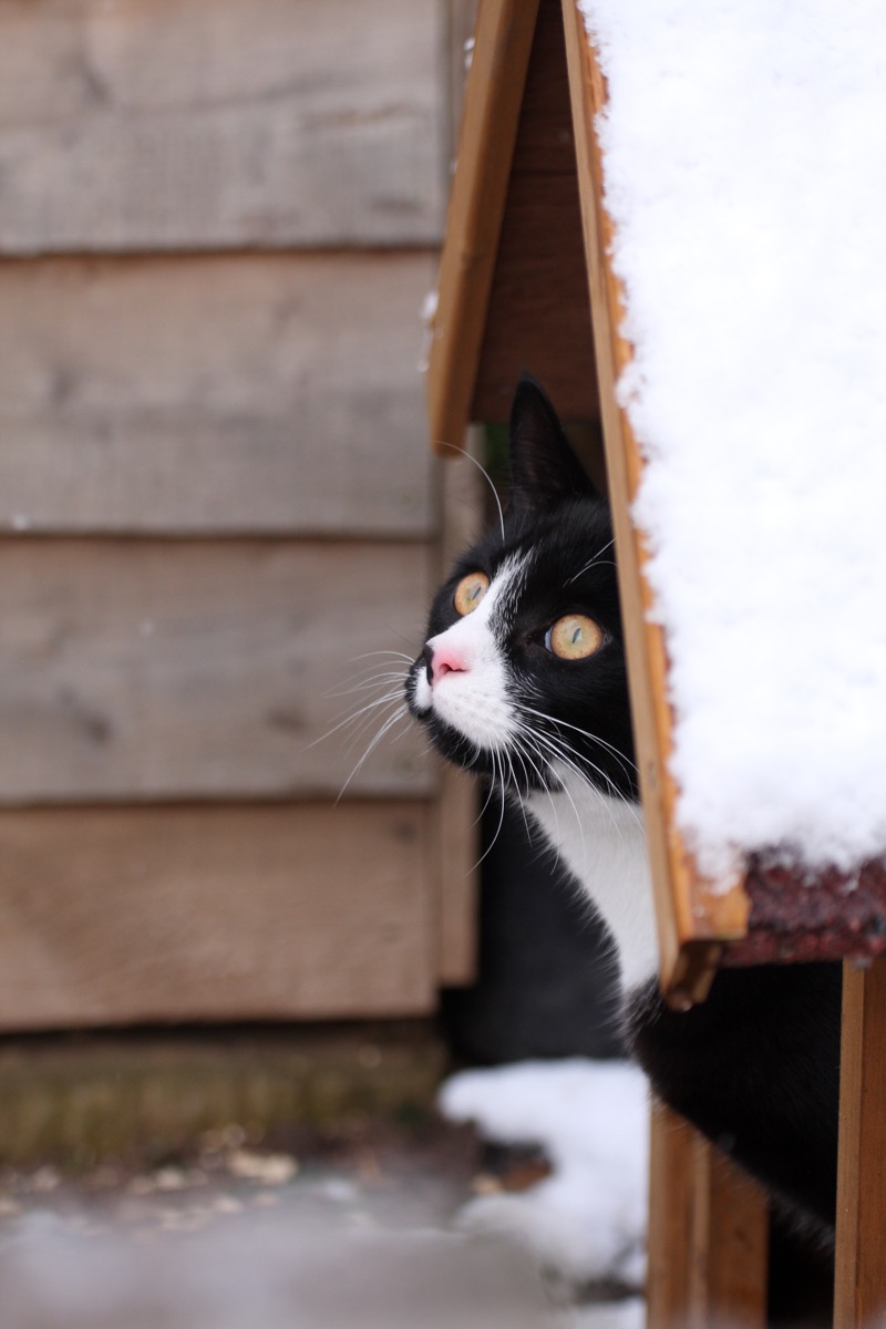 17 Expert Safety Tips For Cats and Dogs in Winter— Best Life