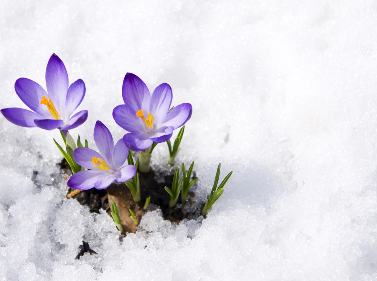 30 Uplifting Winter Facts That Will Warm Your Heart — Best Life