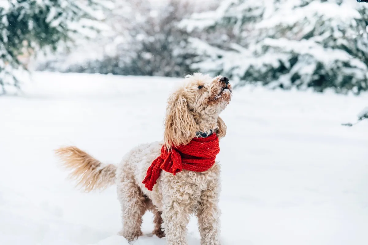 17 Expert Safety Tips For Cats and Dogs in Winter— Best Life