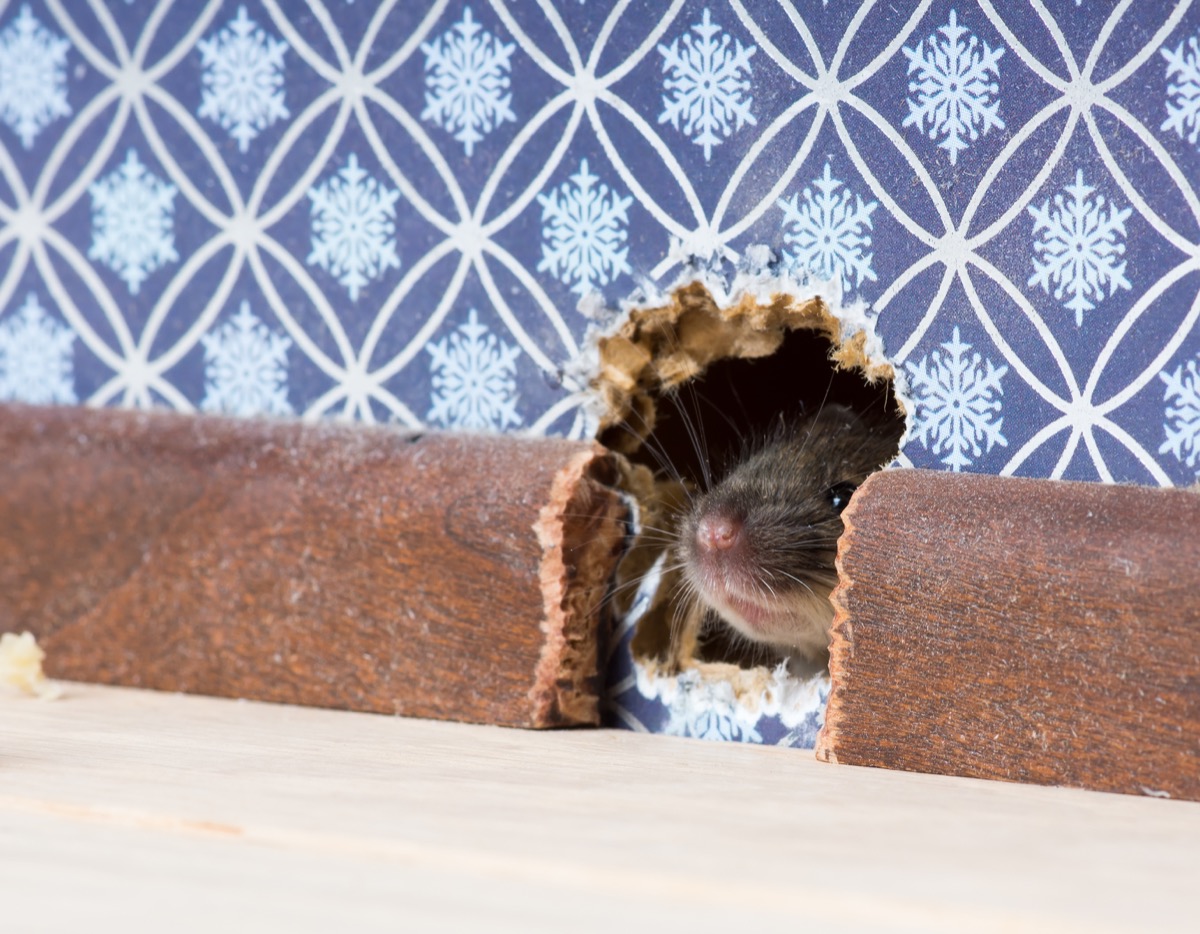 6 Places Mice Love to Hide in Your Basement — Best Life