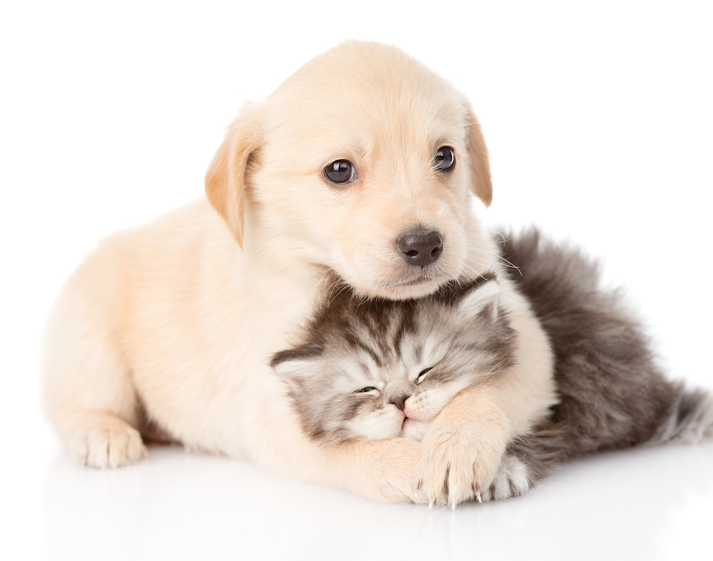 50 Adorable Puppy Pictures That Will Put a Smile on Your Face — Best Life
