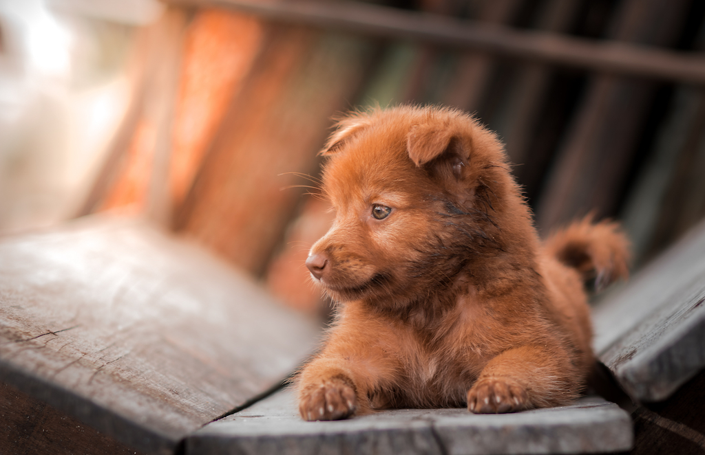 50 Adorable Puppy Pictures That Will Put a Smile on Your Face — Best Life