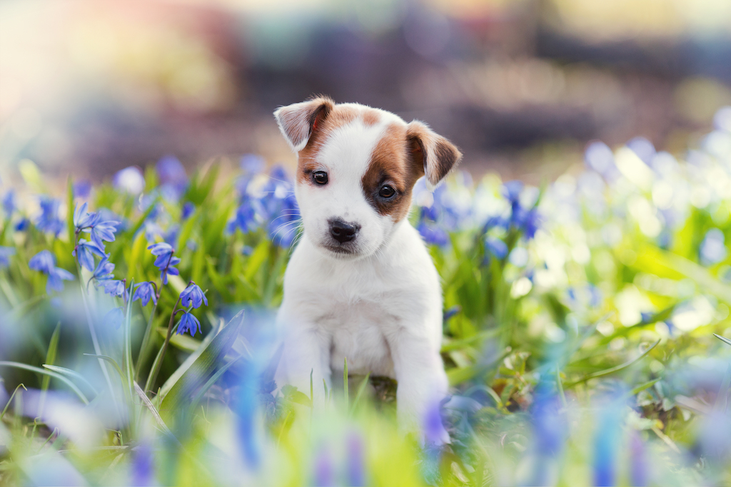 50 Adorable Puppy Pictures That Will Put a Smile on Your Face — Best Life