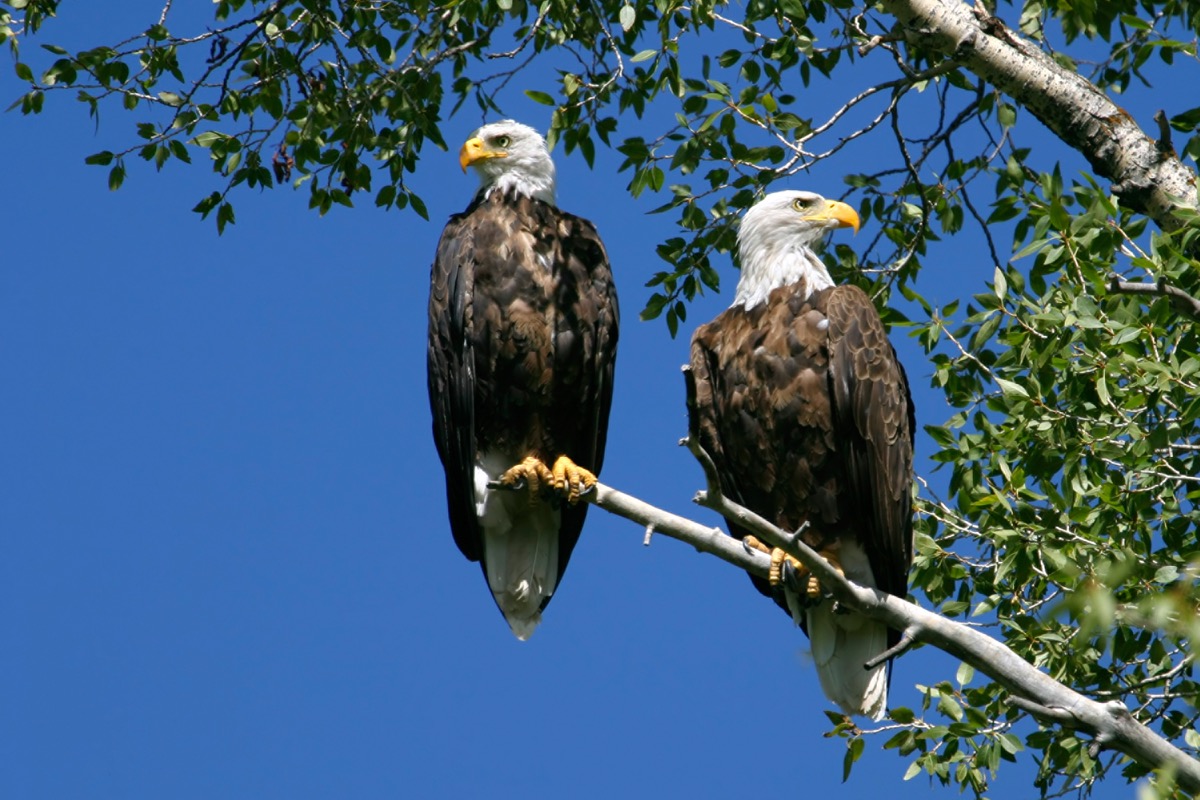 25 Adorable Animals That Mate for Life — Best Life