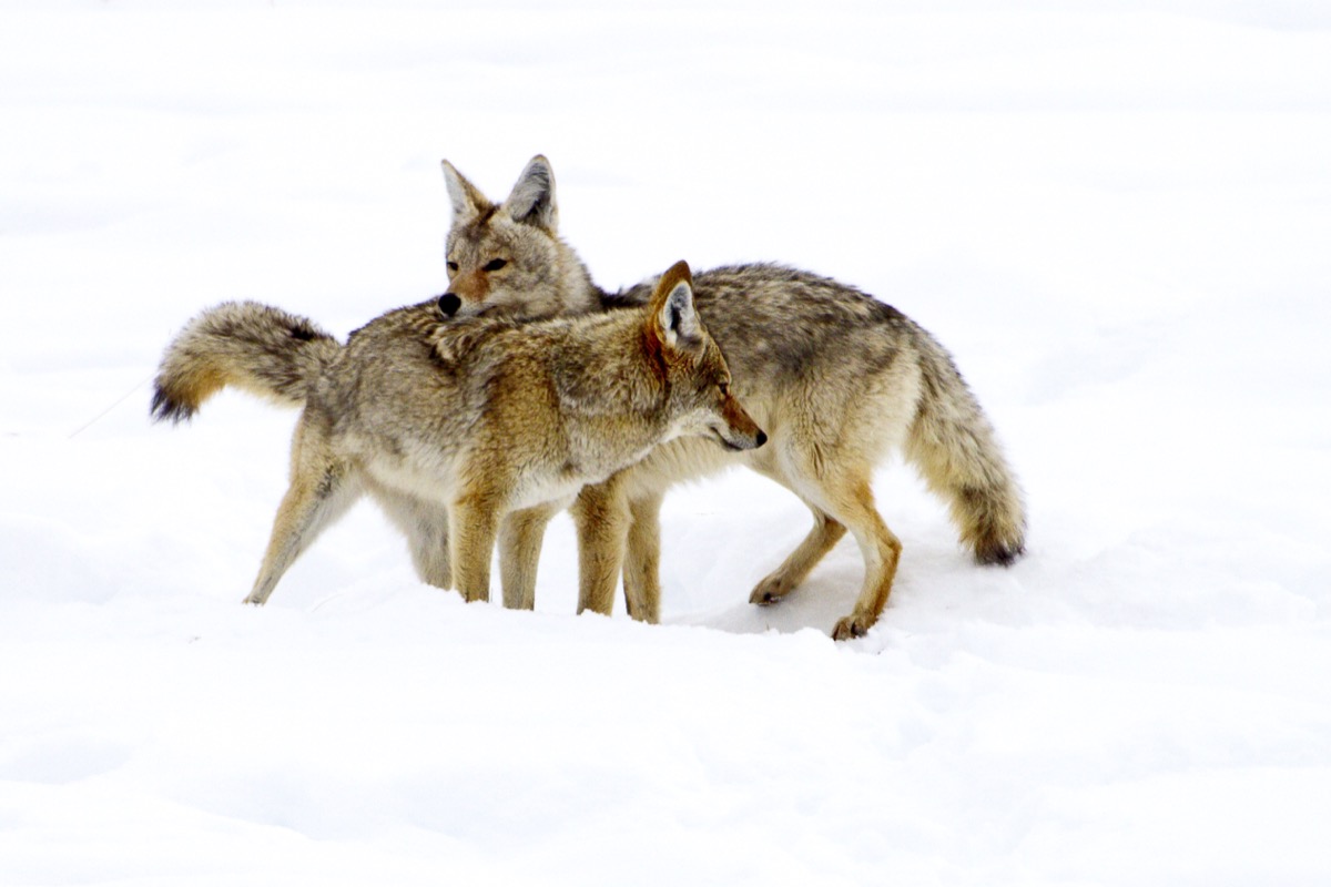 25 Adorable Animals That Mate for Life — Best Life