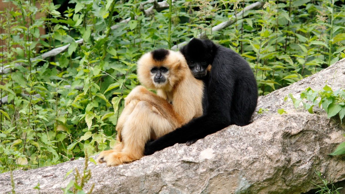 25 Adorable Animals That Mate for Life — Best Life