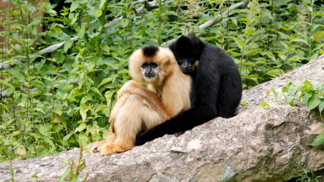 25 Adorable Animals That Mate for Life — Best Life