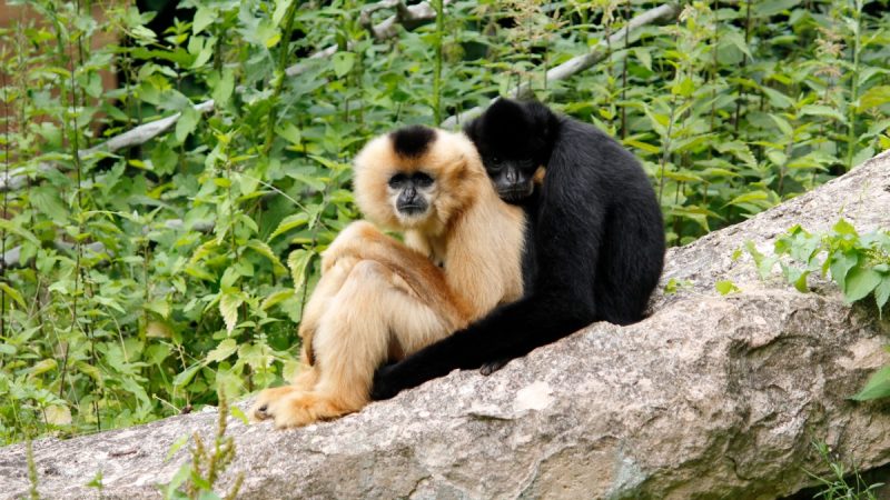 25 Adorable Animals That Mate for Life — Best Life