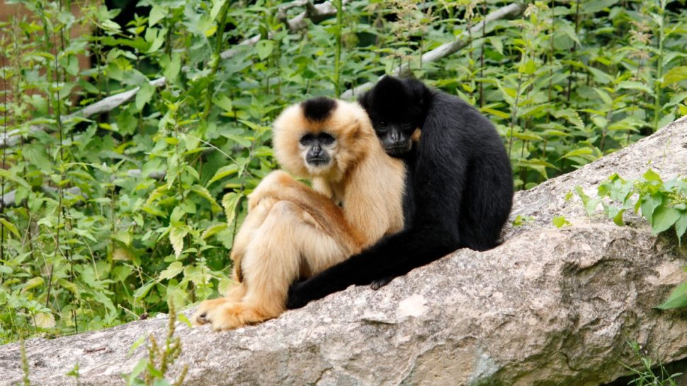 25 Adorable Animals That Mate for Life — Best Life