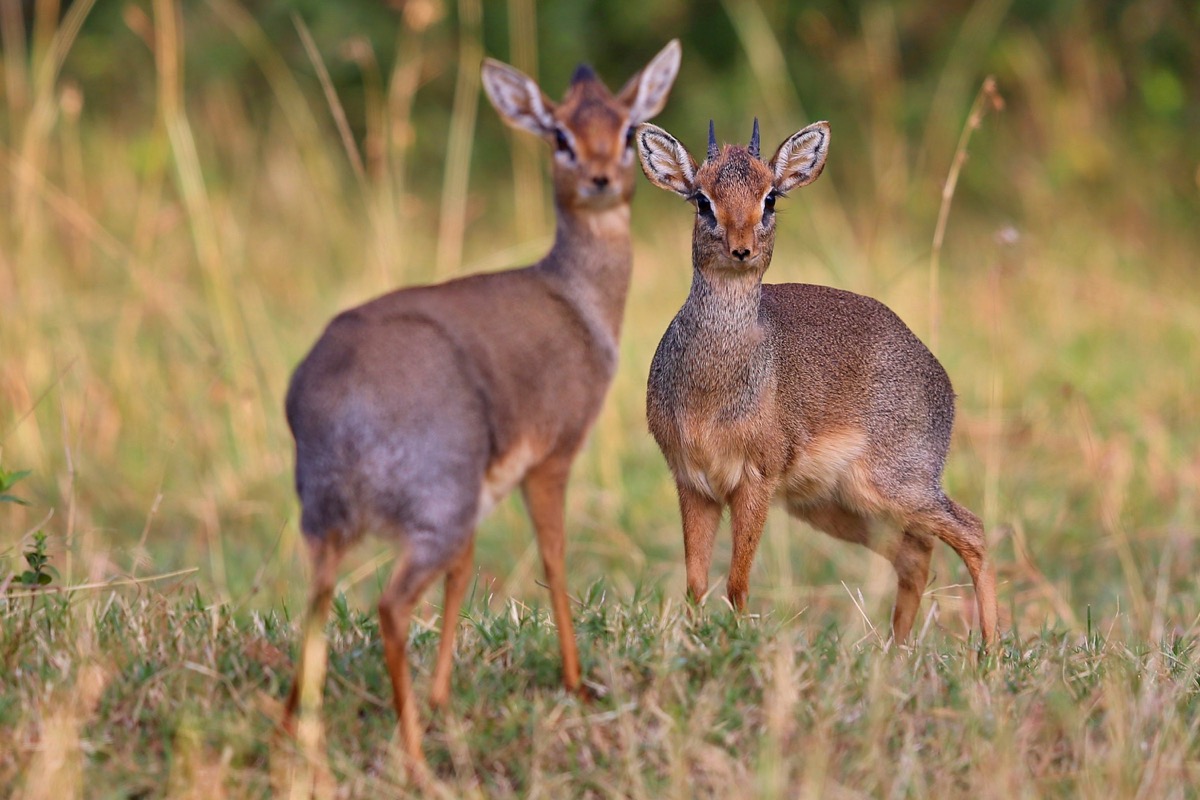 25 Adorable Animals That Mate for Life — Best Life