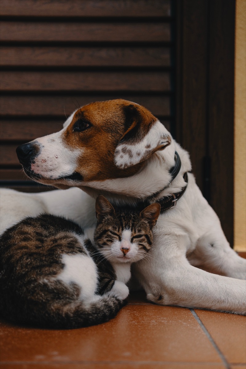 27 Cute Pictures of Cats and Dogs Living Together in Perfect Harmony