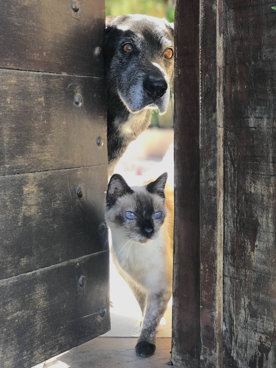 27 Cute Pictures of Cats and Dogs Living Together in Perfect Harmony