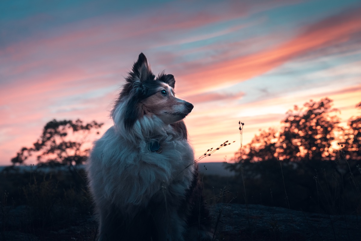 This Is the Most Popular Dog Name in Every State — Best Life