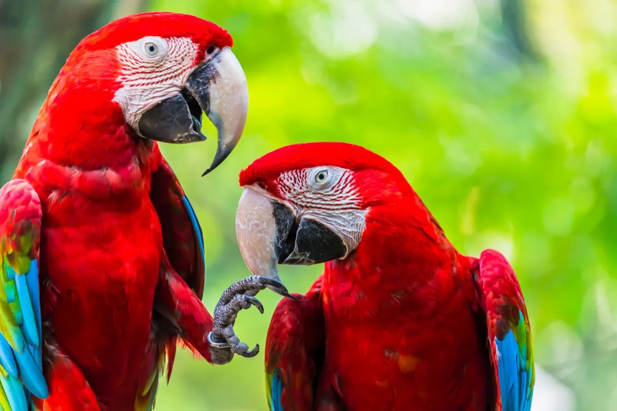 25 Adorable Animals That Mate for Life — Best Life