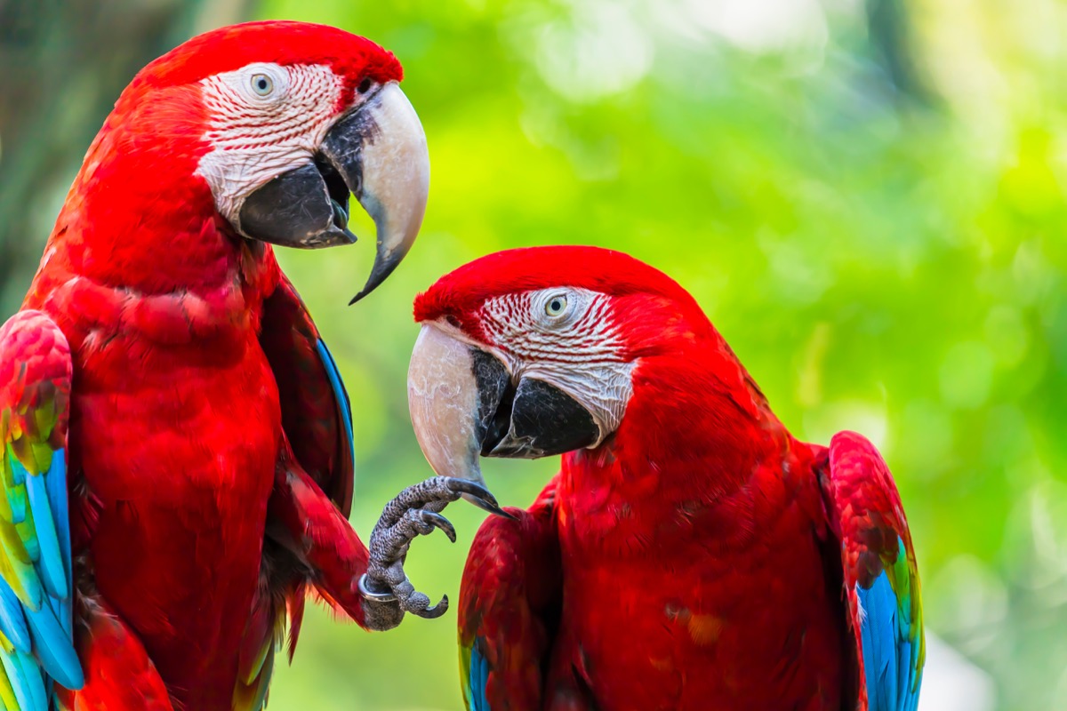 25 Adorable Animals That Mate for Life — Best Life