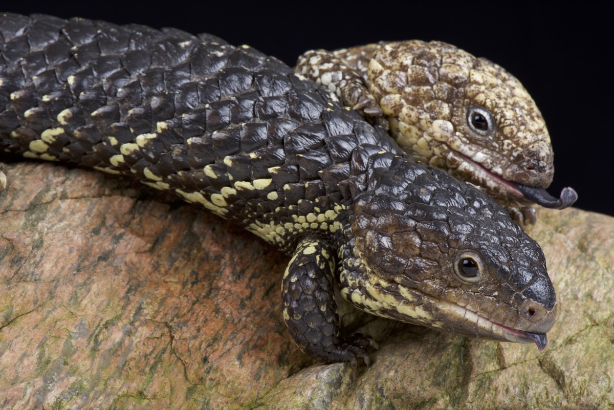 25 Adorable Animals That Mate for Life — Best Life