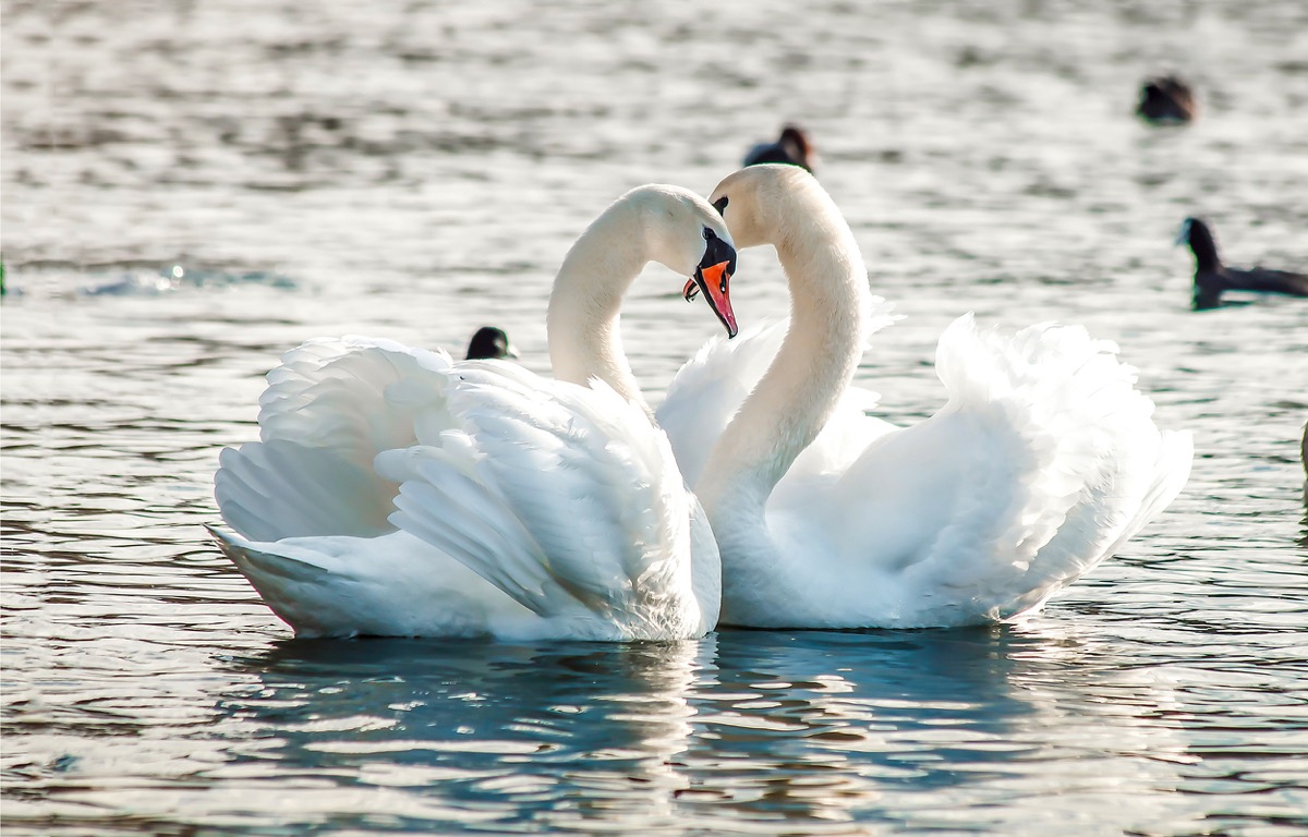 25 Adorable Animals That Mate for Life — Best Life
