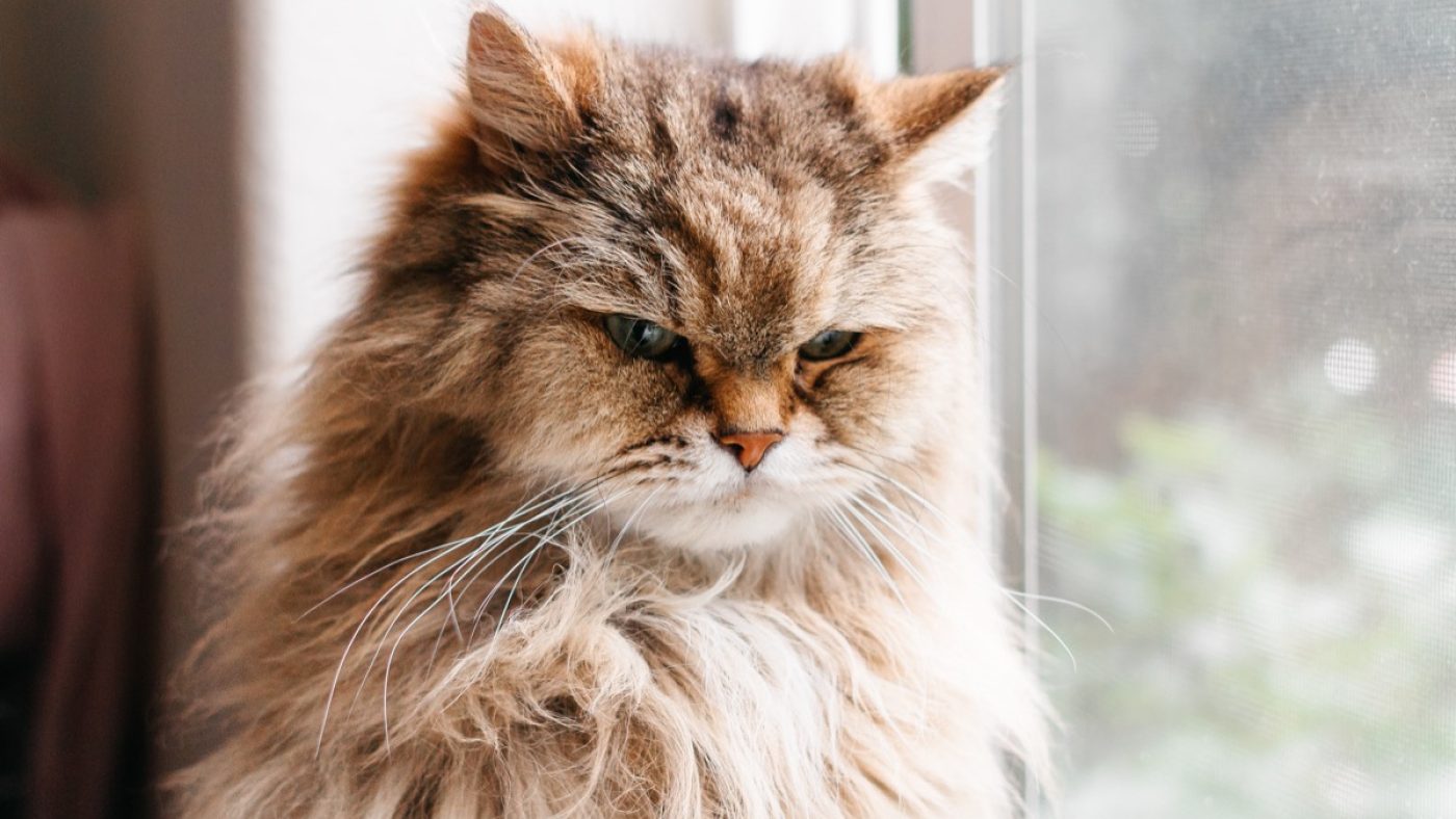 17 Things You Do That Your Cat Actually Hates, Experts Say — Best Life