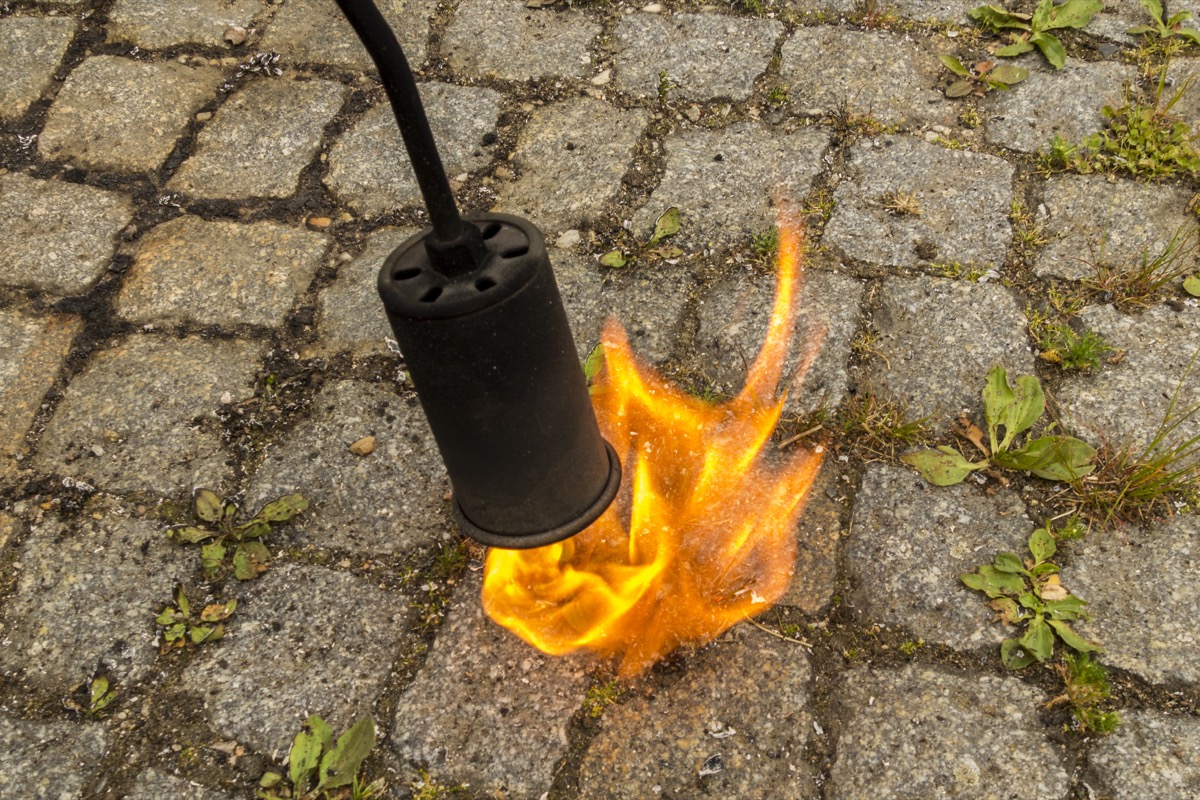 9 Natural Weed Killers That Actually Work — Best Life