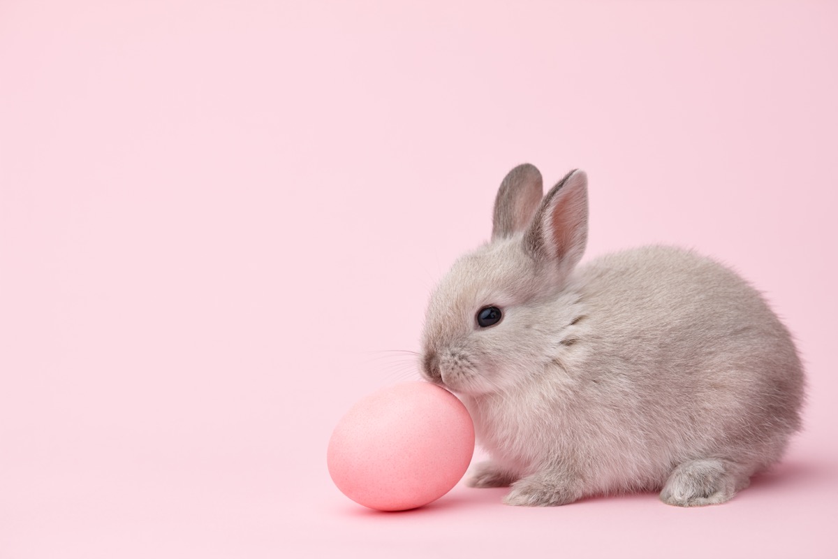 13 Incredible Easter Bunny Facts You Never Knew — Best Life