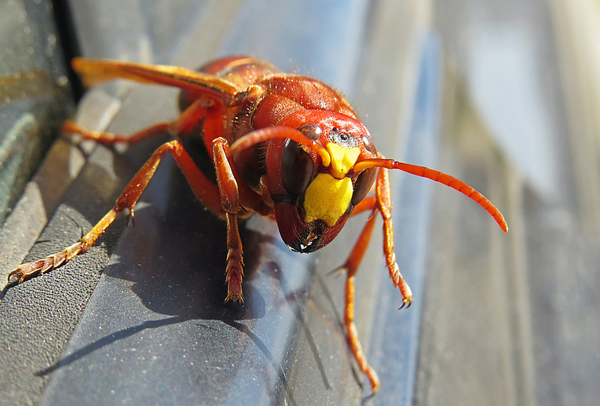 A Colony of Murder Hornets Has Just Been "Eradicated" in the U.S.