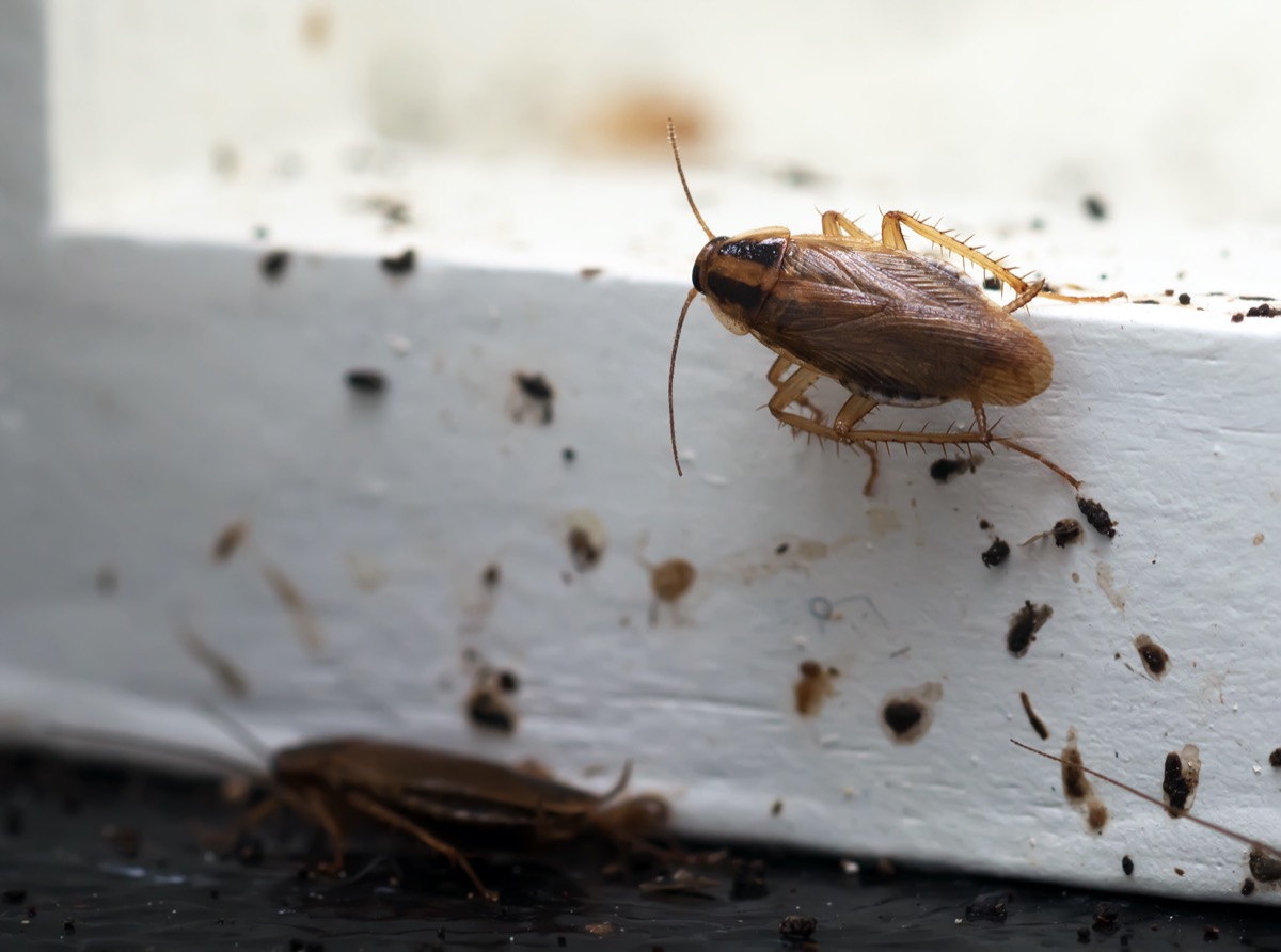 If You Smell This in Your Home, You Might Have Roaches — Best Life