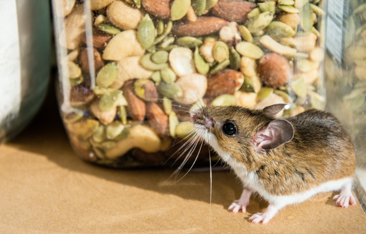 If You're Not Cleaning Up Pet Food, You’re Inviting Mice to Your Home