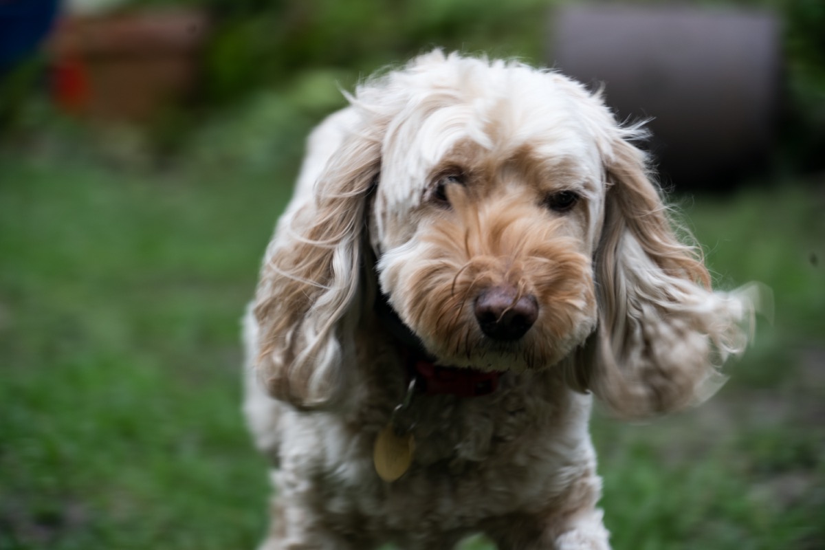 50 Adorable Mutts That Will Warm Your Heart — Best Life