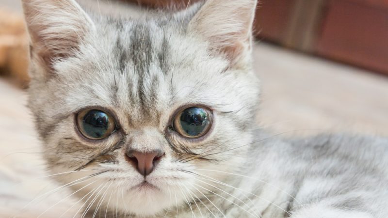 29 Fun Cat Facts You Never Knew About Your Furry Friend