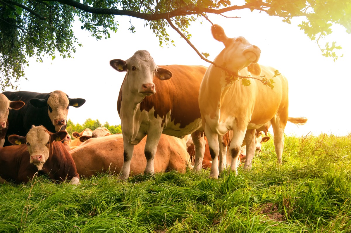 28 Cow Photos That Are Too Adorable for Words — Best Life