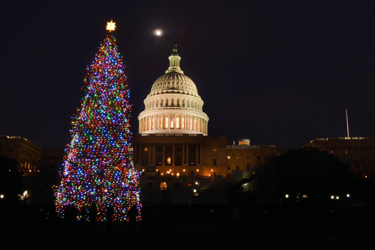 30 Amazing Christmas Trees Facts to Make the Holidays Extra Magical