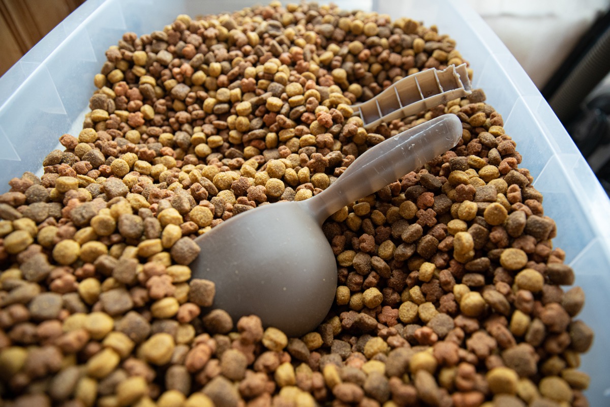 6 Things in Your Garage That Are Bringing Mice to Your Home — Best Life