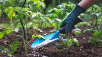 If You Use One of These Popular Fertilizers, Stop Now, New Study Says