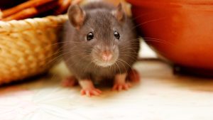 6 Things You’re Doing That Bring Rats into Your House — Best Life