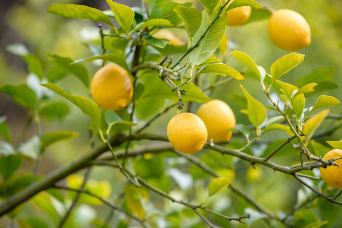 5 Easy Fruit Trees You Can Plant in Your Backyard — Best Life