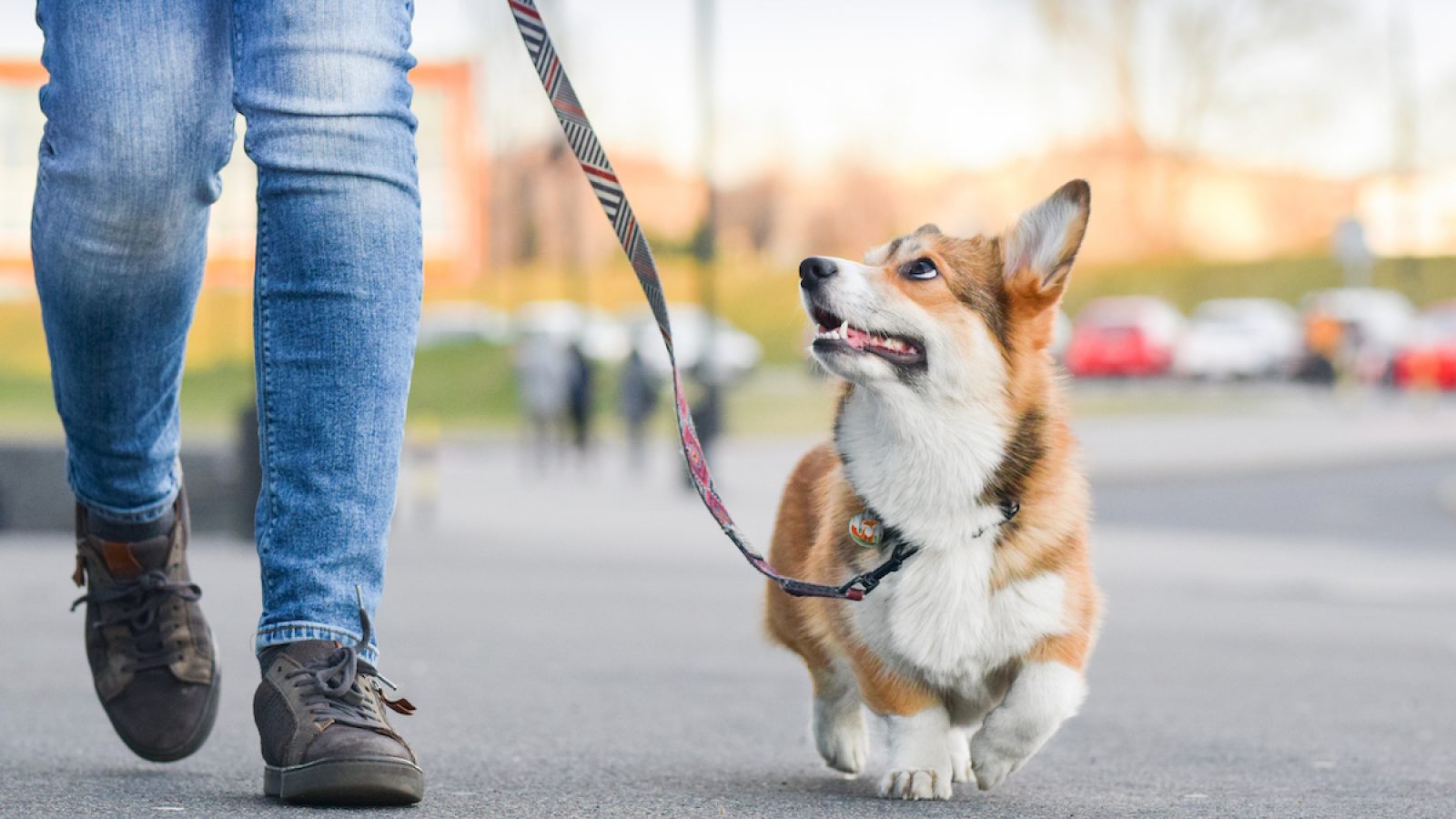 This Is the Most Dog-Friendly U.S. City in 2021, Data Shows — Best Life