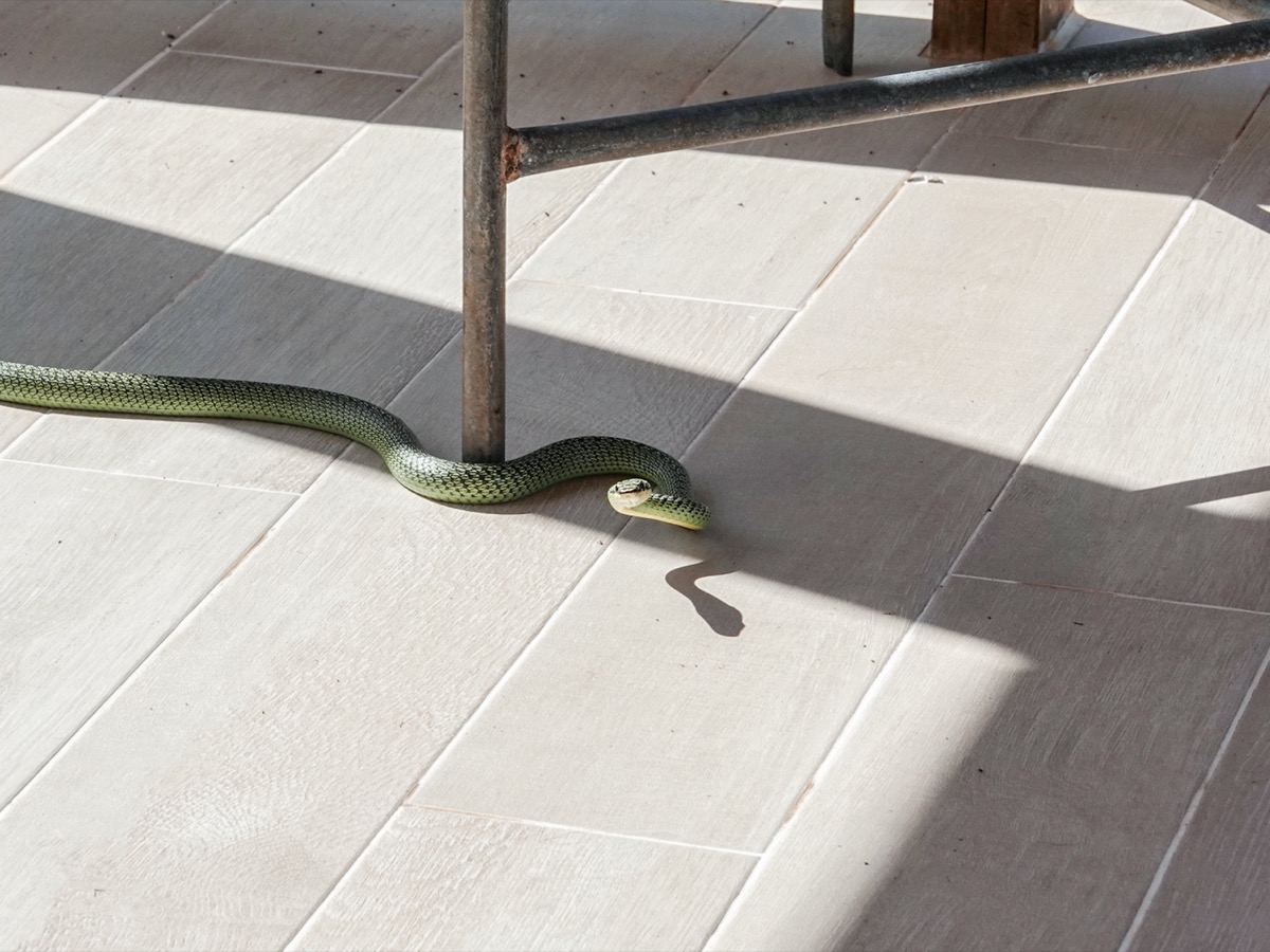 The No. 1 Place Snakes Love to Hide in Your Home — Best Life