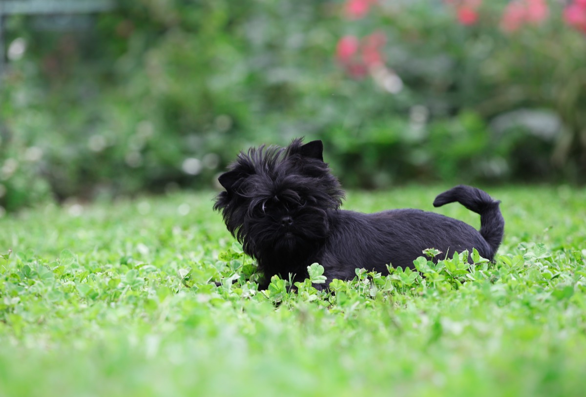 20 Best Dog Breeds That Don't Shed, According to Veterinarians — Best Life
