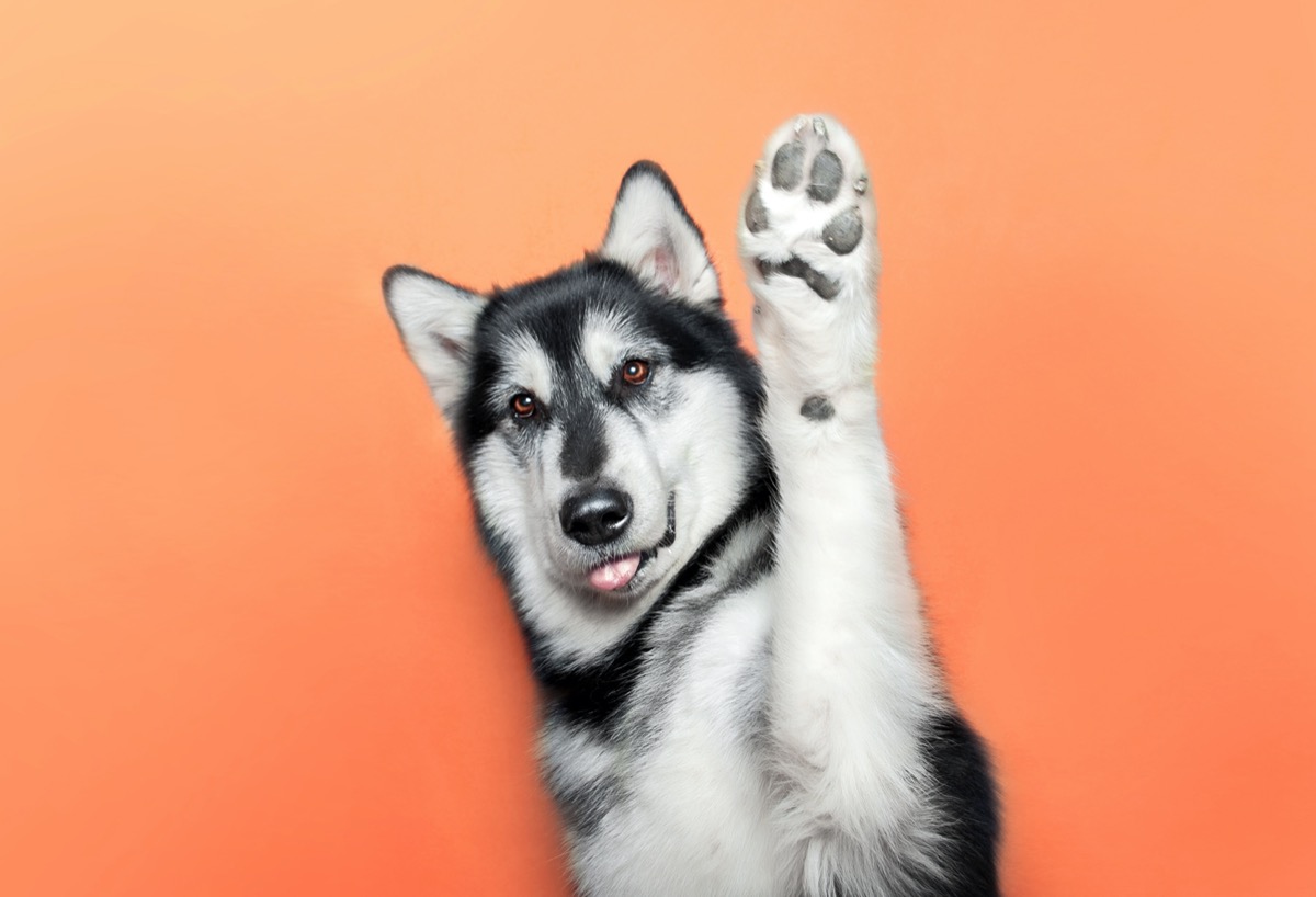 20 Dog Facts That Will Make You Even More Amazed by Your Best Friend
