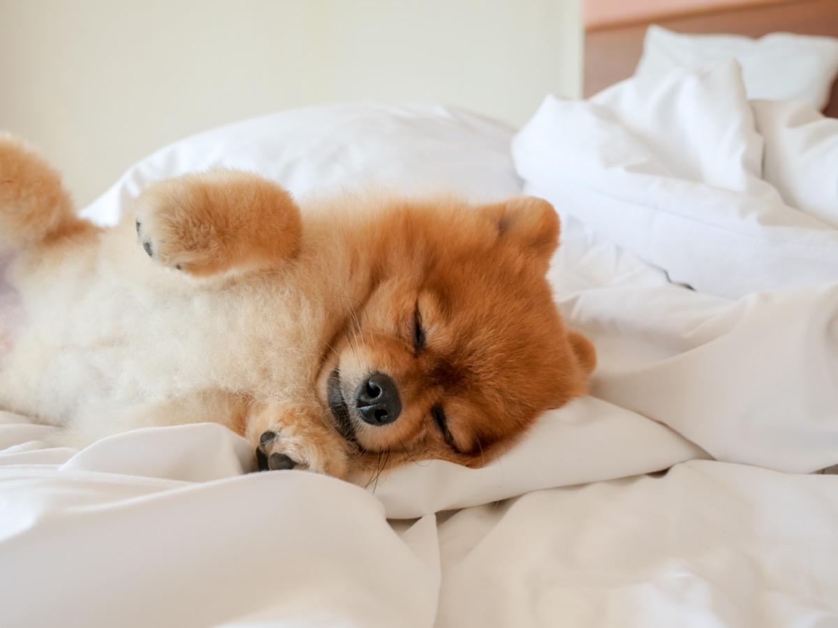 Why You Should Never Wake Sleeping Dogs, Vets Say — Best Life