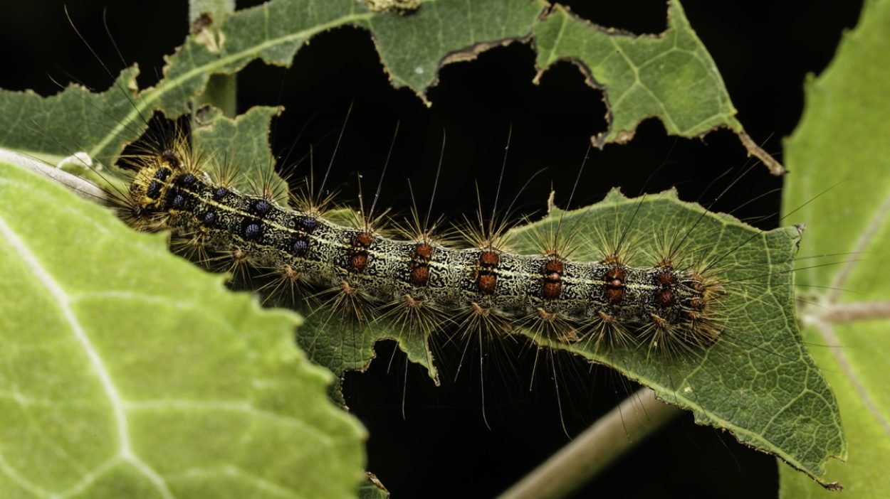 If You Live in These States, Beware of the Gypsy Moth Caterpillar