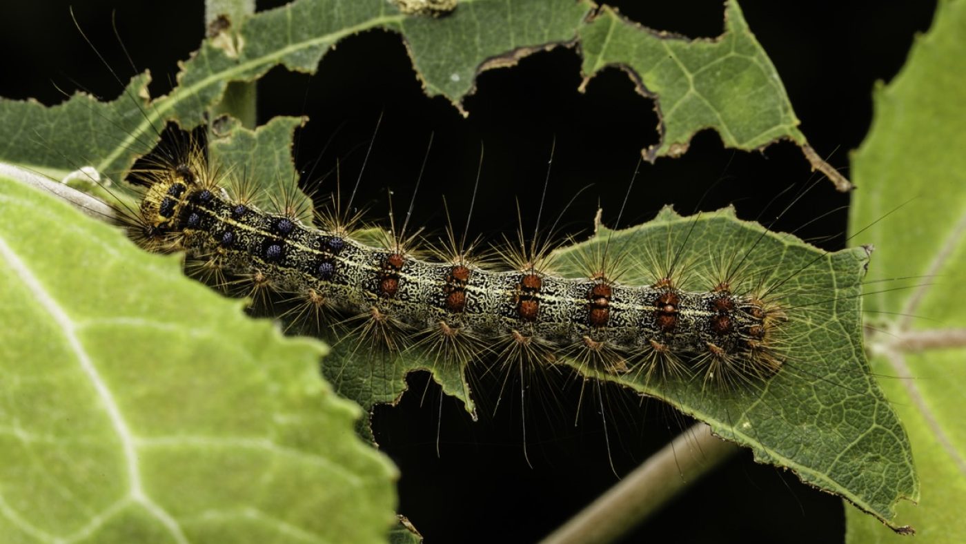 If You Live in These States, Beware of the Gypsy Moth Caterpillar